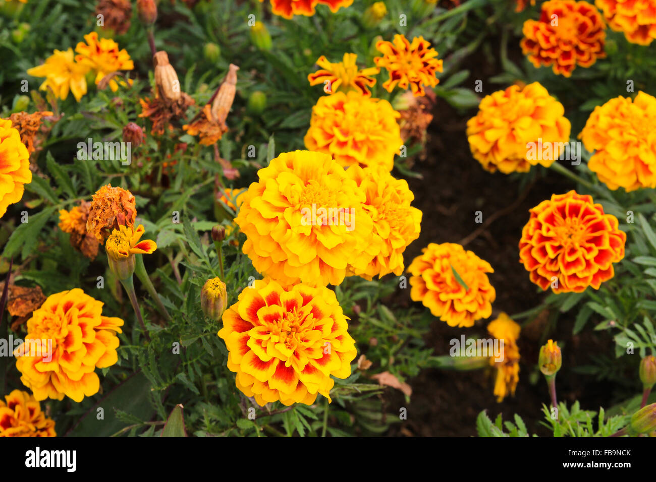 Marigolds (Tagetes erecta, Mexican marigold, Aztec marigold, African ...