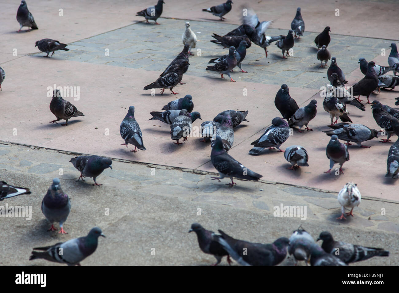 Pigeons group hi-res stock photography and images - Alamy