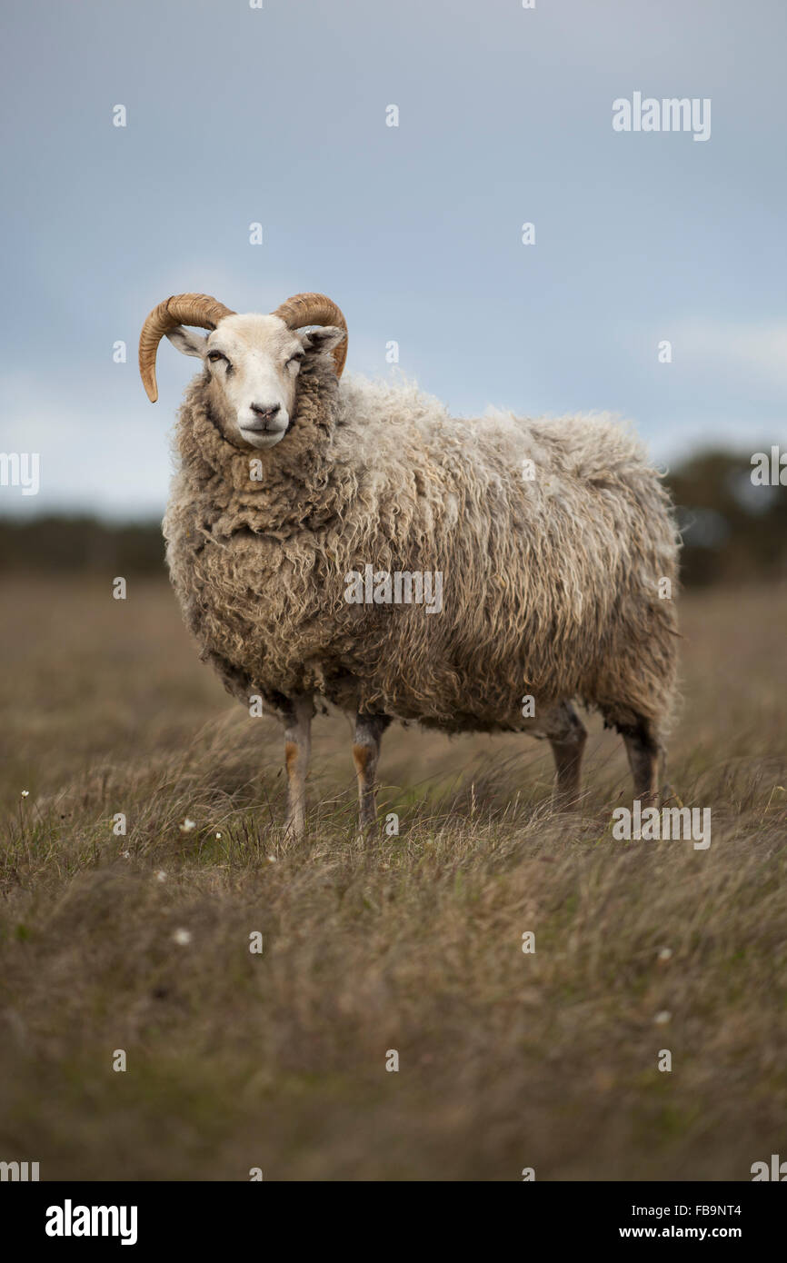 Side view sheep hi-res stock photography and images - Alamy