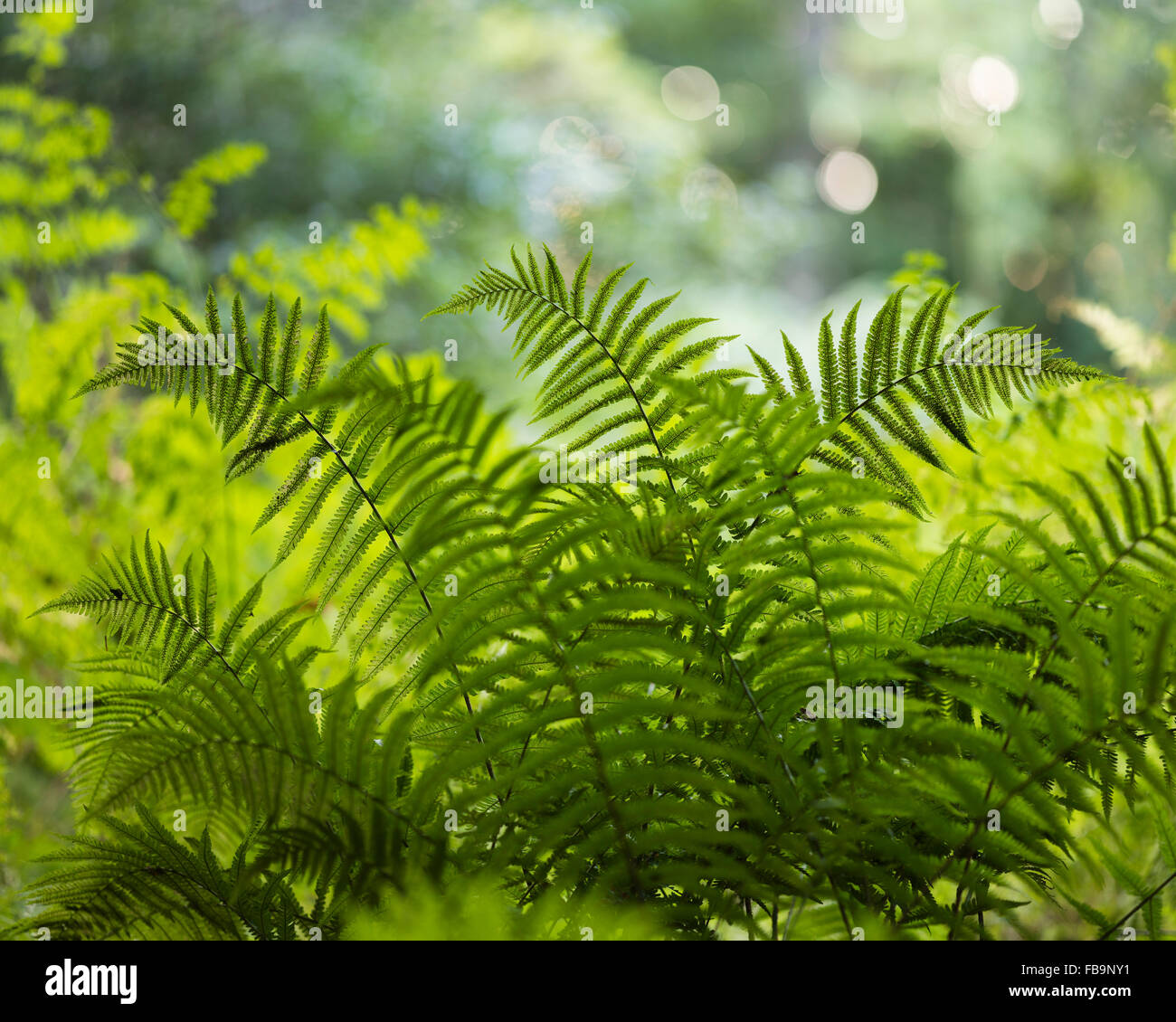Pteridophyta hi-res stock photography and images - Alamy
