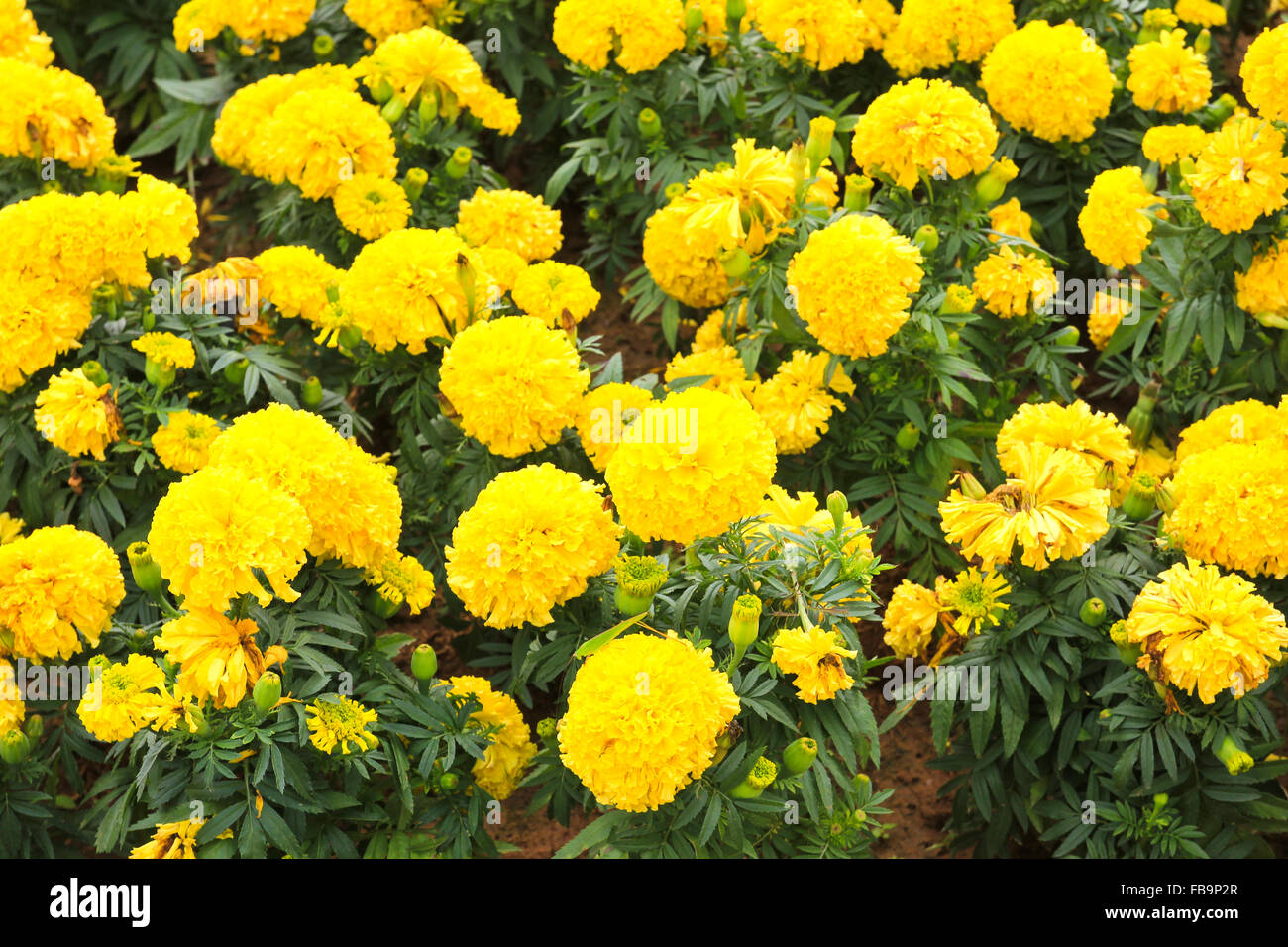 Marigolds (Tagetes erecta, Mexican marigold, Aztec marigold, African ...