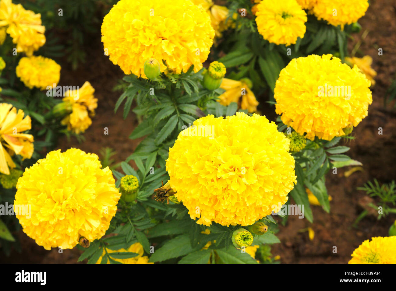 Marigolds (Tagetes erecta, Mexican marigold, Aztec marigold, African ...