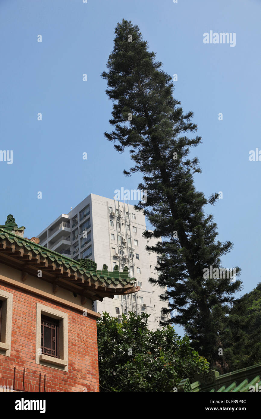 It's a photo of a bending tall tree over a house in Hong Kong, China ...