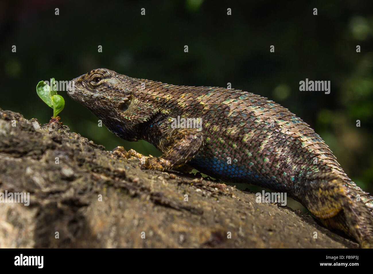Lizard in a tree Stock Photo - Alamy