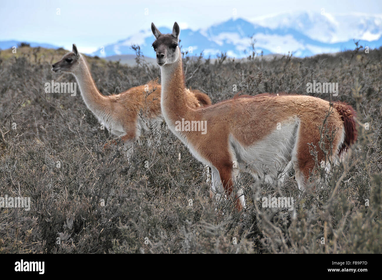 Wild animals in Paine National Park Stock Photo - Alamy