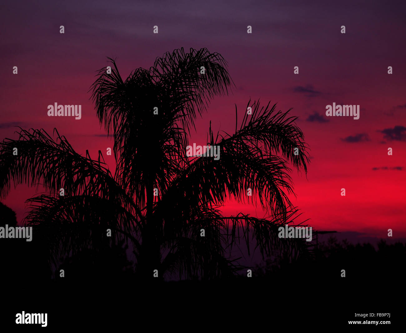 Silhouette Palm Tree Sunset Stock Photo - Alamy