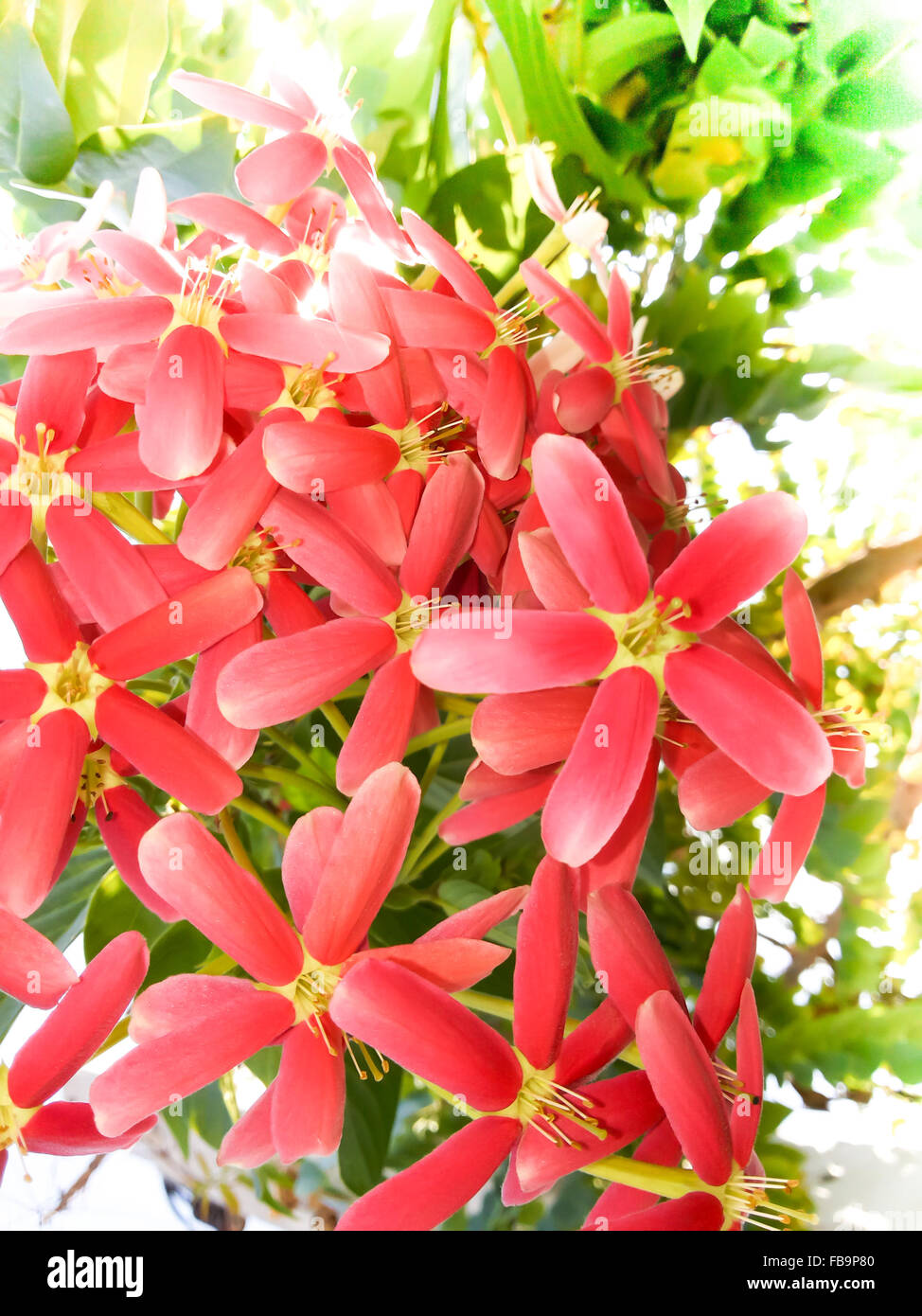 Beautiful Rangoon Creeper flower Stock Photo - Alamy