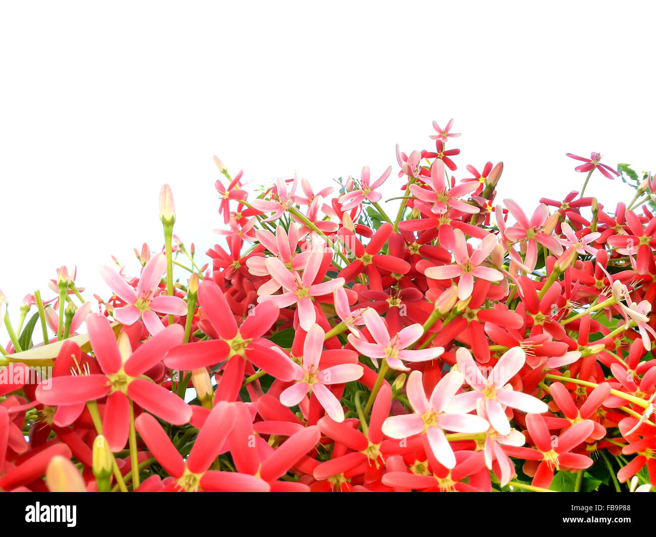 Beautiful Rangoon Creeper flower Stock Photo - Alamy