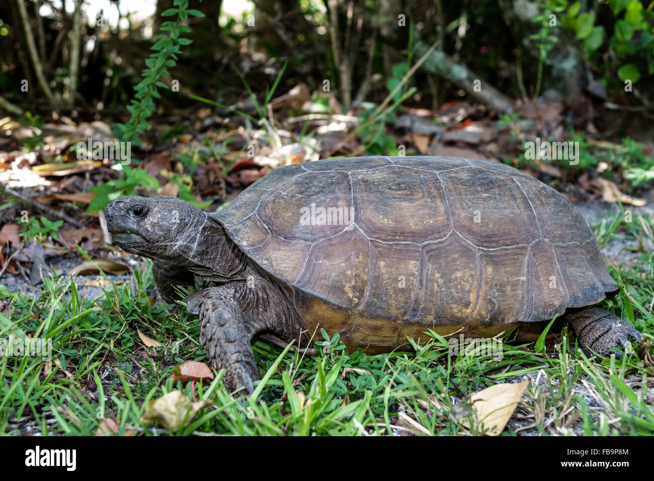 Naples Florida,Delnor-Wiggins Pass State Park,gopher tortoise,Gopherus ...