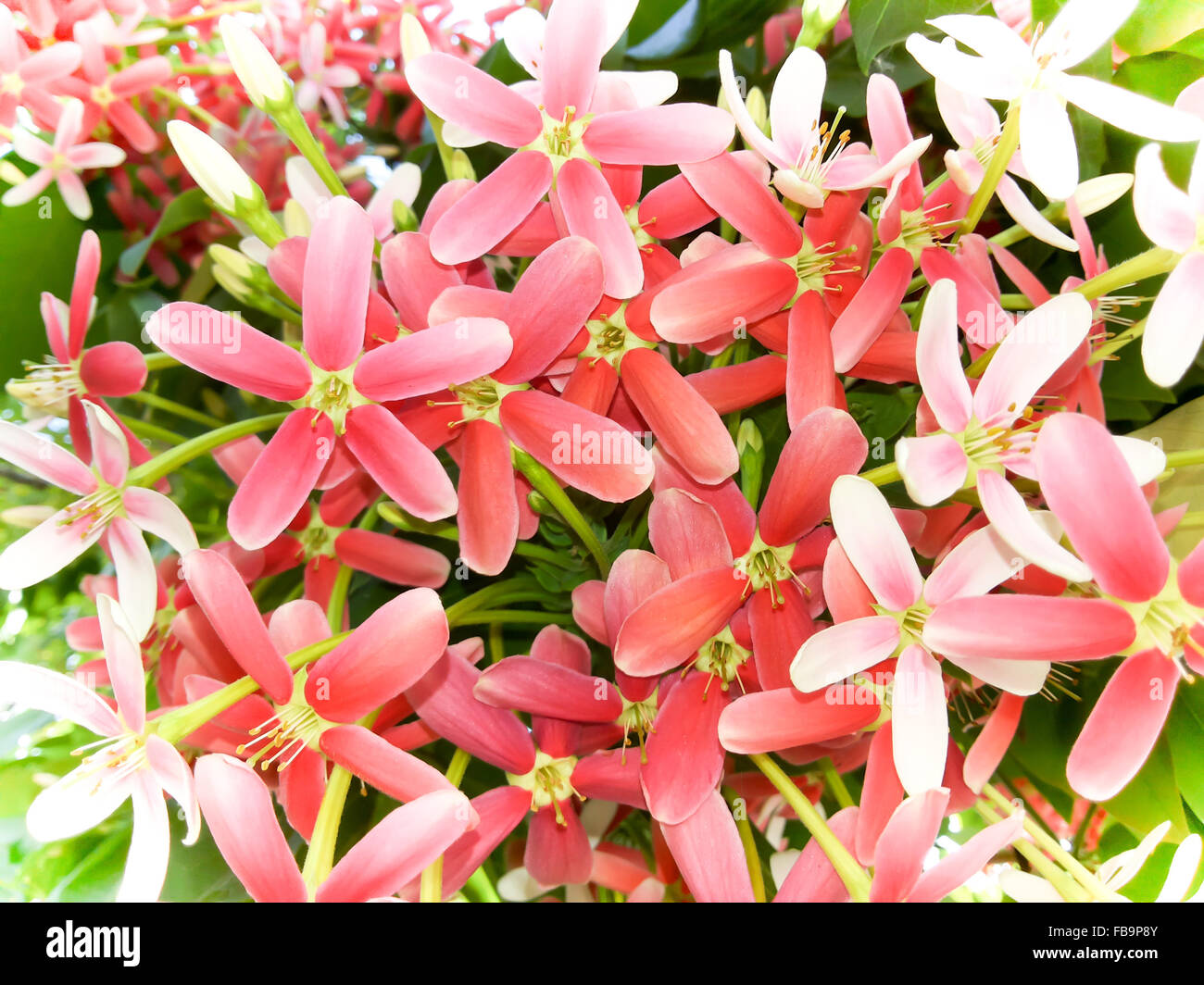 Beautiful Rangoon Creeper flower Stock Photo - Alamy
