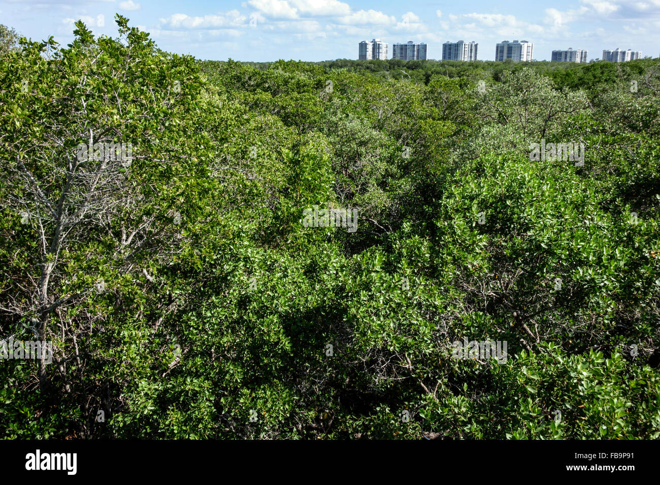 Naples Florida,Delnor-Wiggins Pass State Park,trees,canopy,high rise ...
