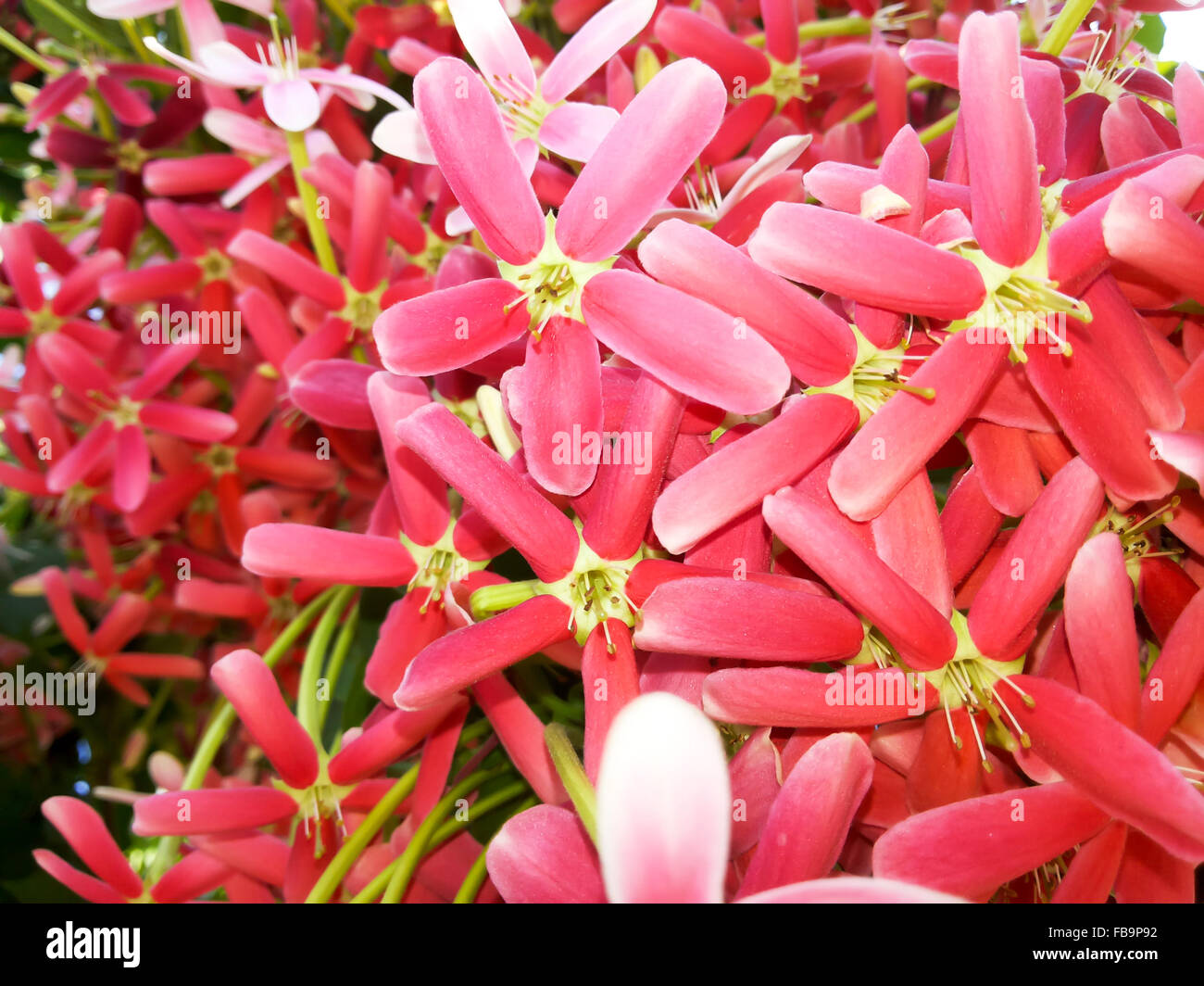 Beautiful Rangoon Creeper flower Stock Photo - Alamy