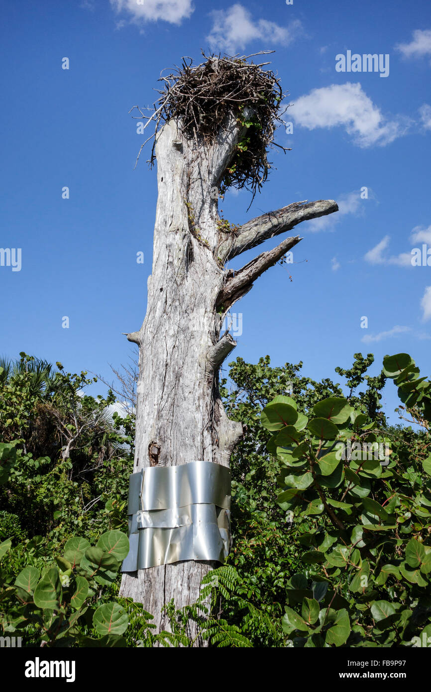 Naples Florida,Delnor-Wiggins Pass State Park,dead tree trees,trunk ...