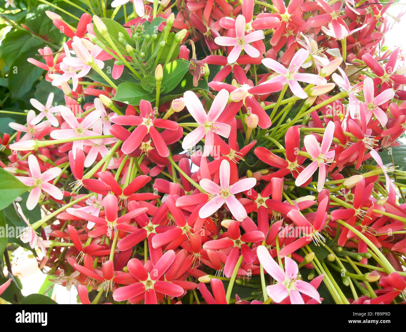 Beautiful Rangoon Creeper flower Stock Photo - Alamy