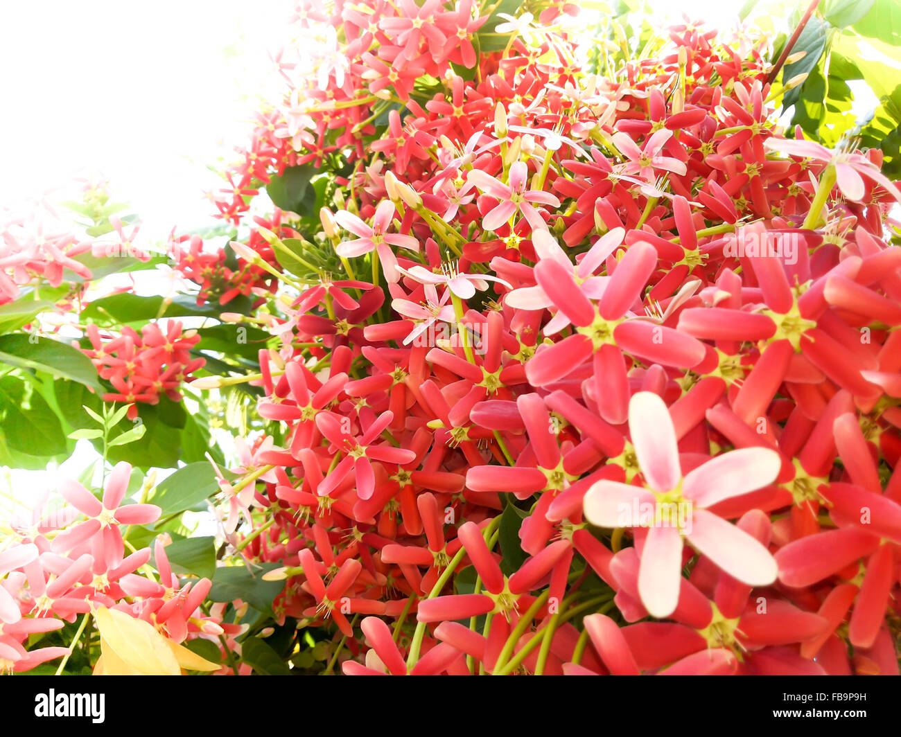 Beautiful Rangoon Creeper flower Stock Photo - Alamy