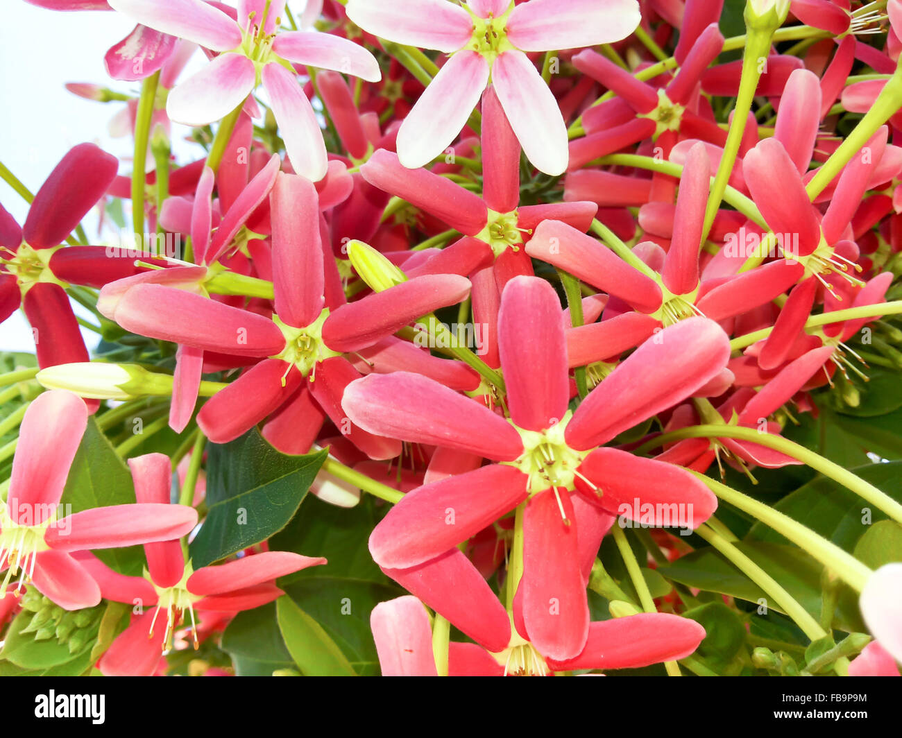 Beautiful Rangoon Creeper flower Stock Photo - Alamy