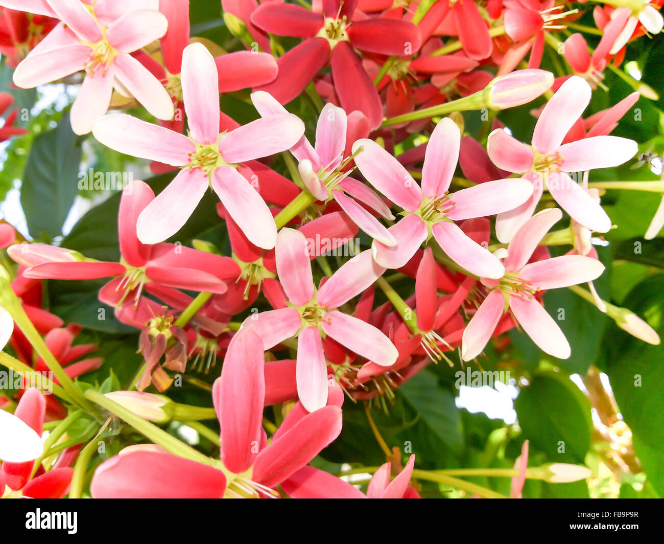 Beautiful Rangoon Creeper flower Stock Photo - Alamy
