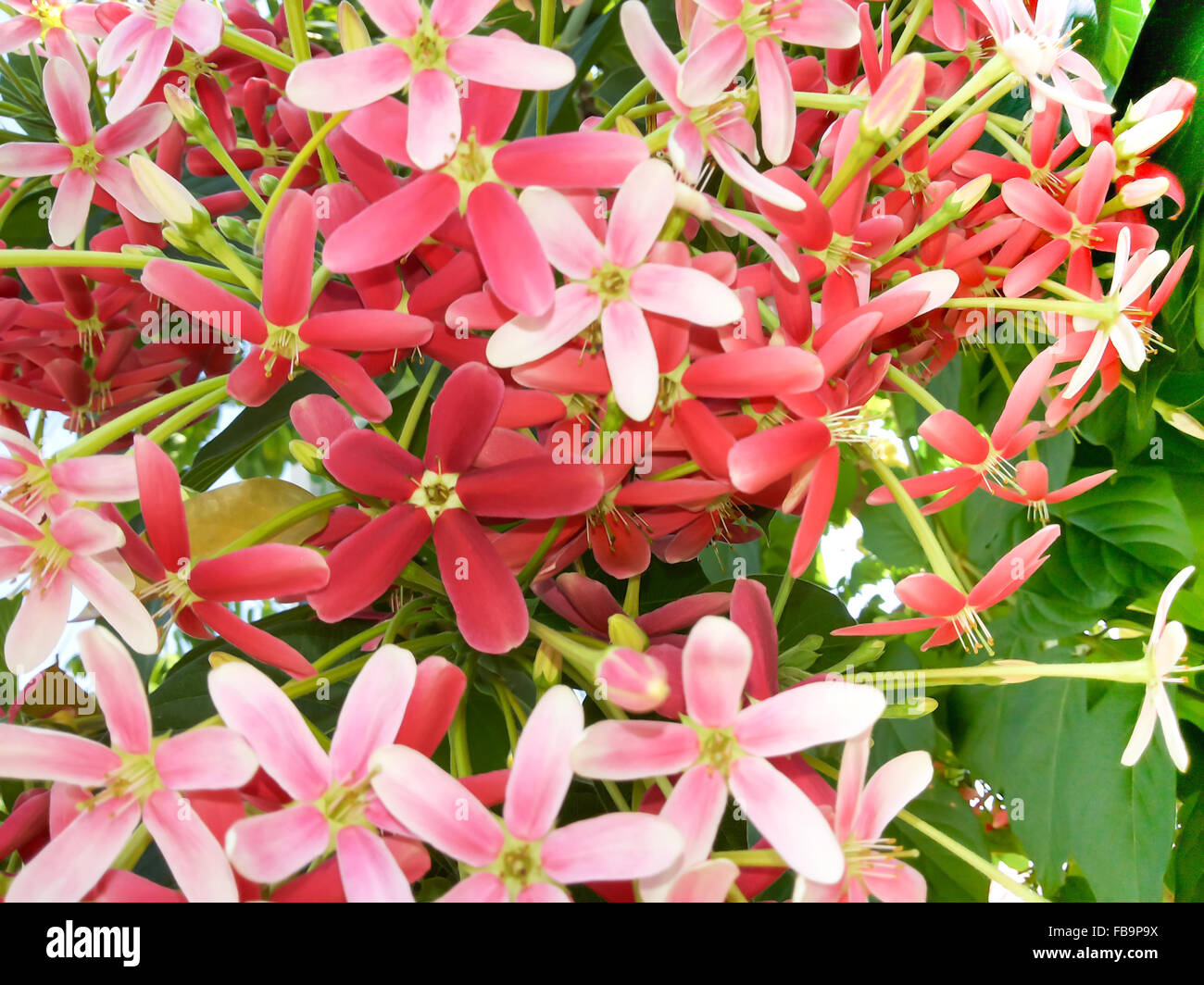 Beautiful Rangoon Creeper flower Stock Photo - Alamy