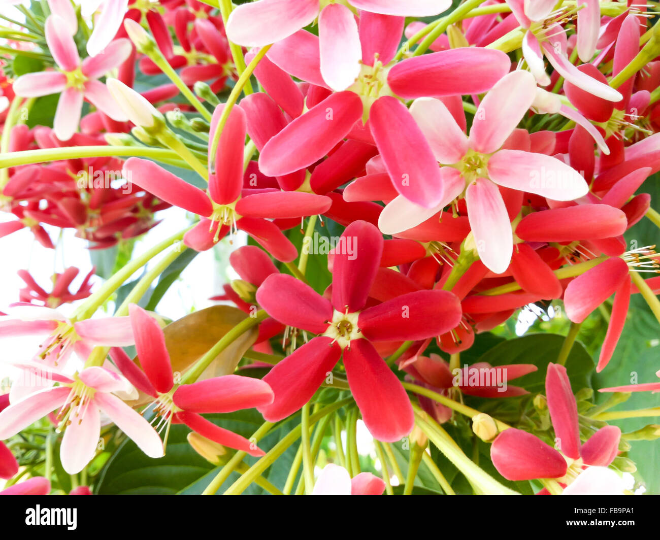 Beautiful Rangoon Creeper flower Stock Photo - Alamy