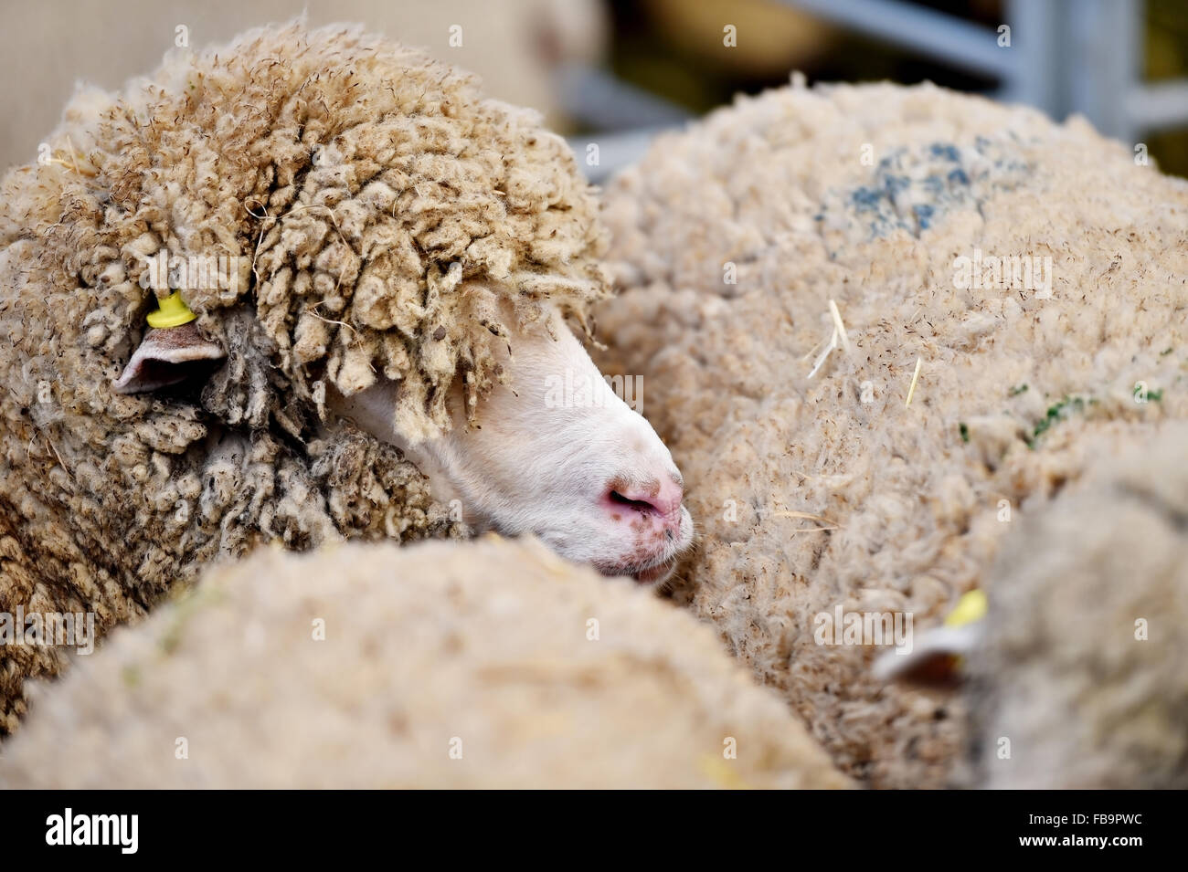 Sheep are staying cramped inside a pen in a sheep farm Stock Photo - Alamy
