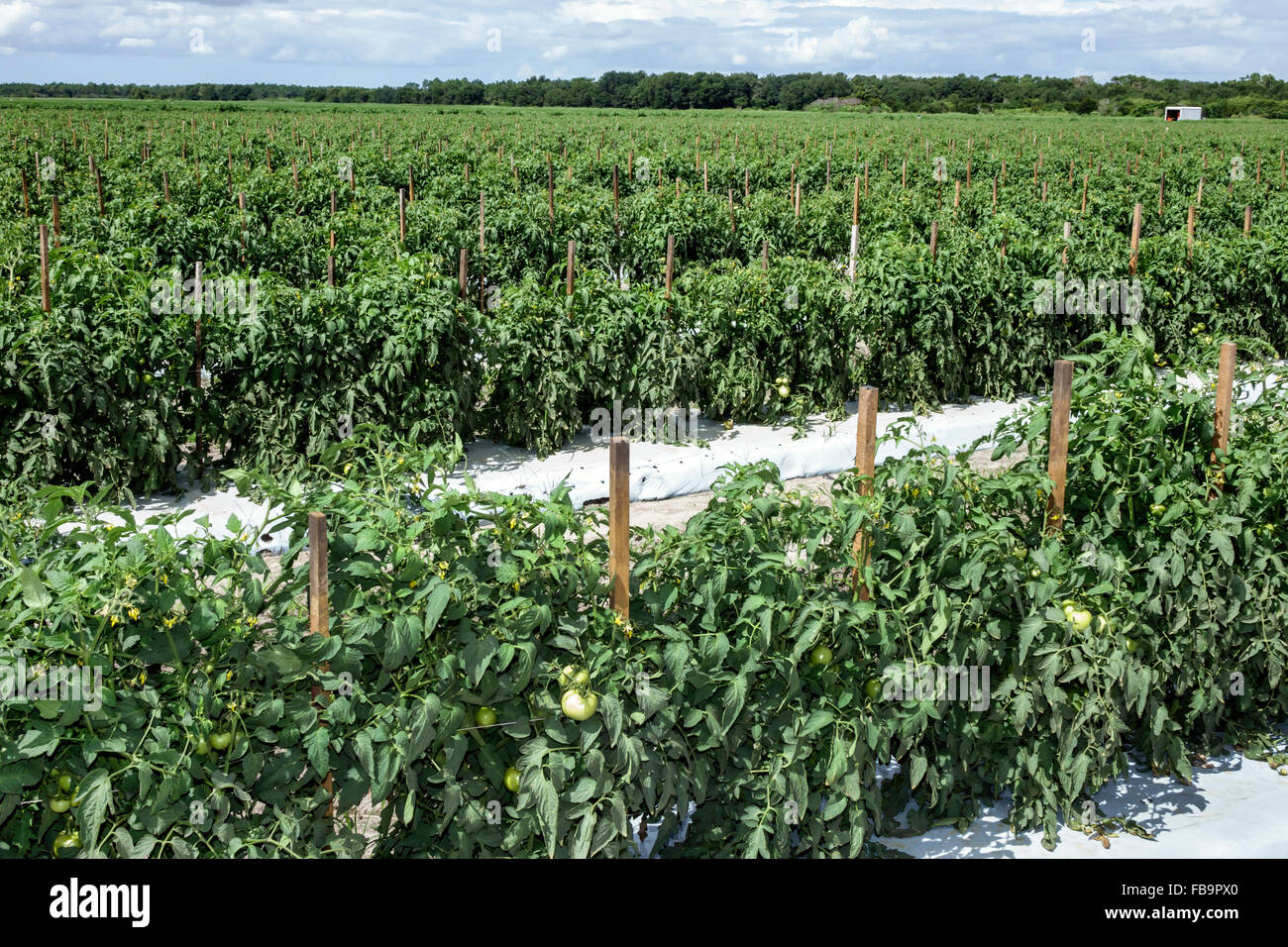 Bradenton Florida,Hunsader Farms,agriculture,tomato plants,field,crop ...