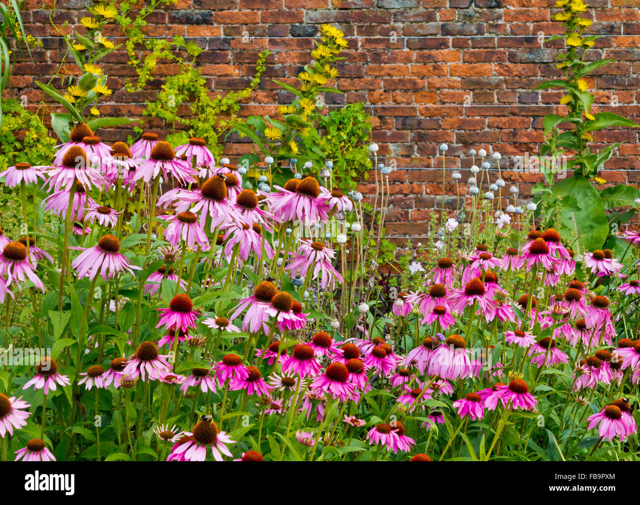 Late summer flower borders at Alnwick Gardens in Northumberland England ...