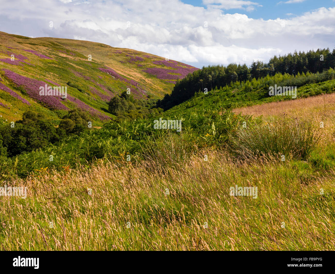 The Cheviot Hills near Linhope and Ingram in Northumberland National ...
