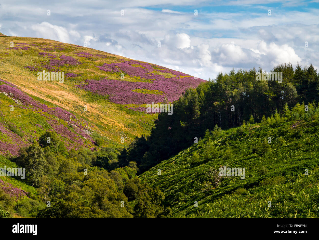The Cheviot Hills near Linhope and Ingram in Northumberland National ...