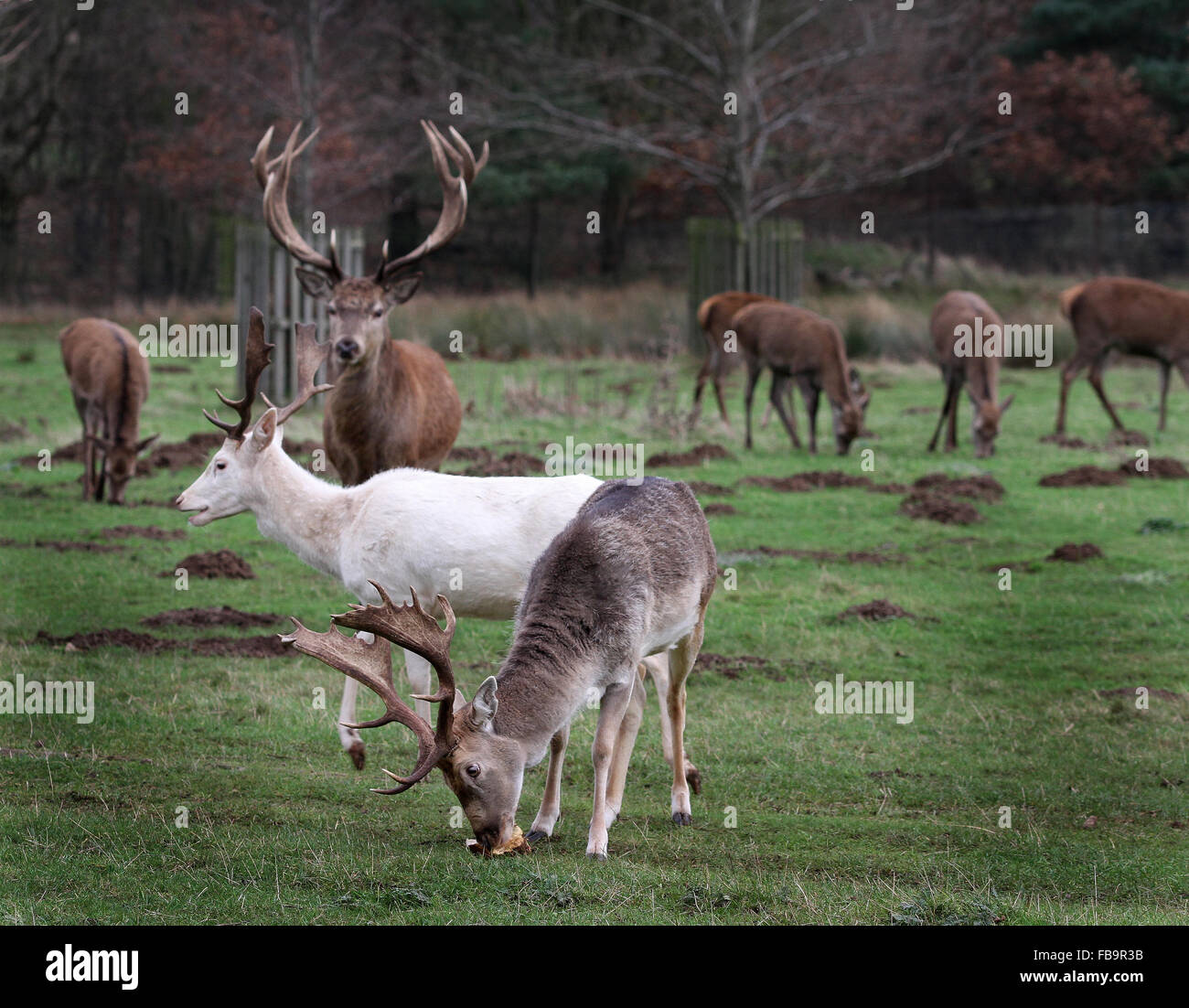 Rare white Fallow deer stag with Red deer herd Stock Photo - Alamy