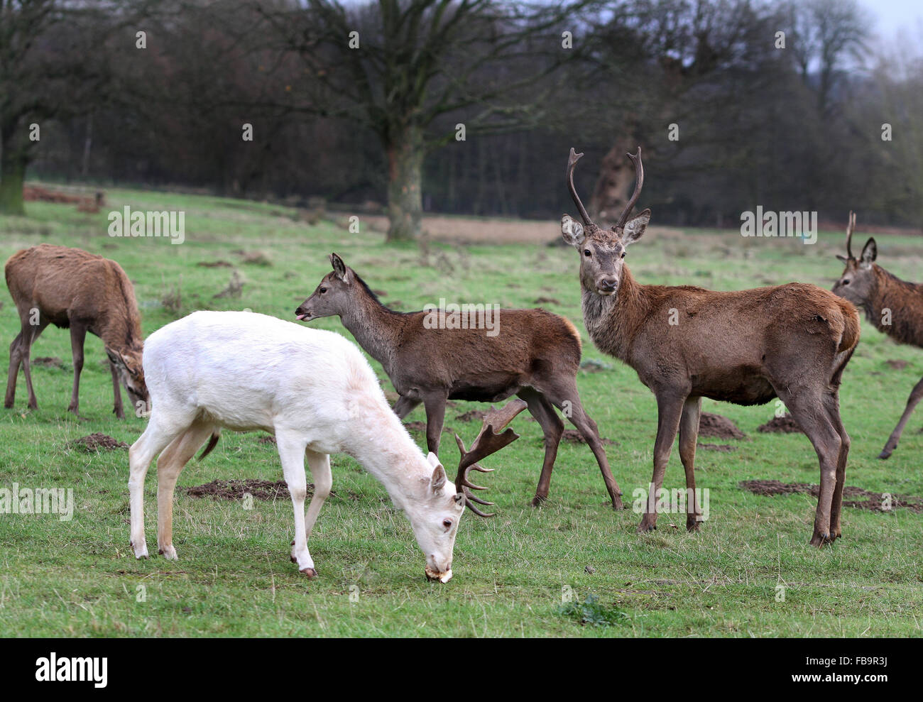 Rare white Fallow deer stag with Red deer herd Stock Photo - Alamy