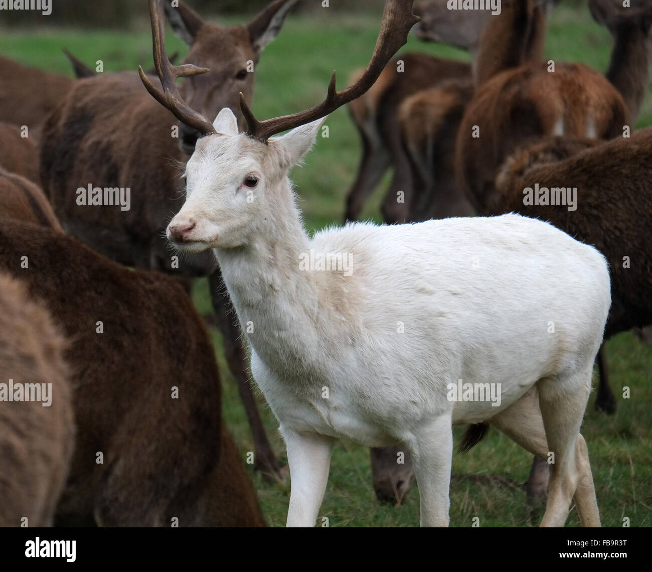 Rare white Fallow deer stag with Red deer herd Stock Photo - Alamy