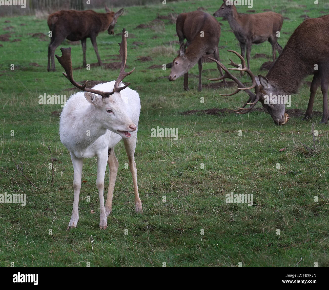 Rare white Fallow deer stag with Red deer herd Stock Photo - Alamy