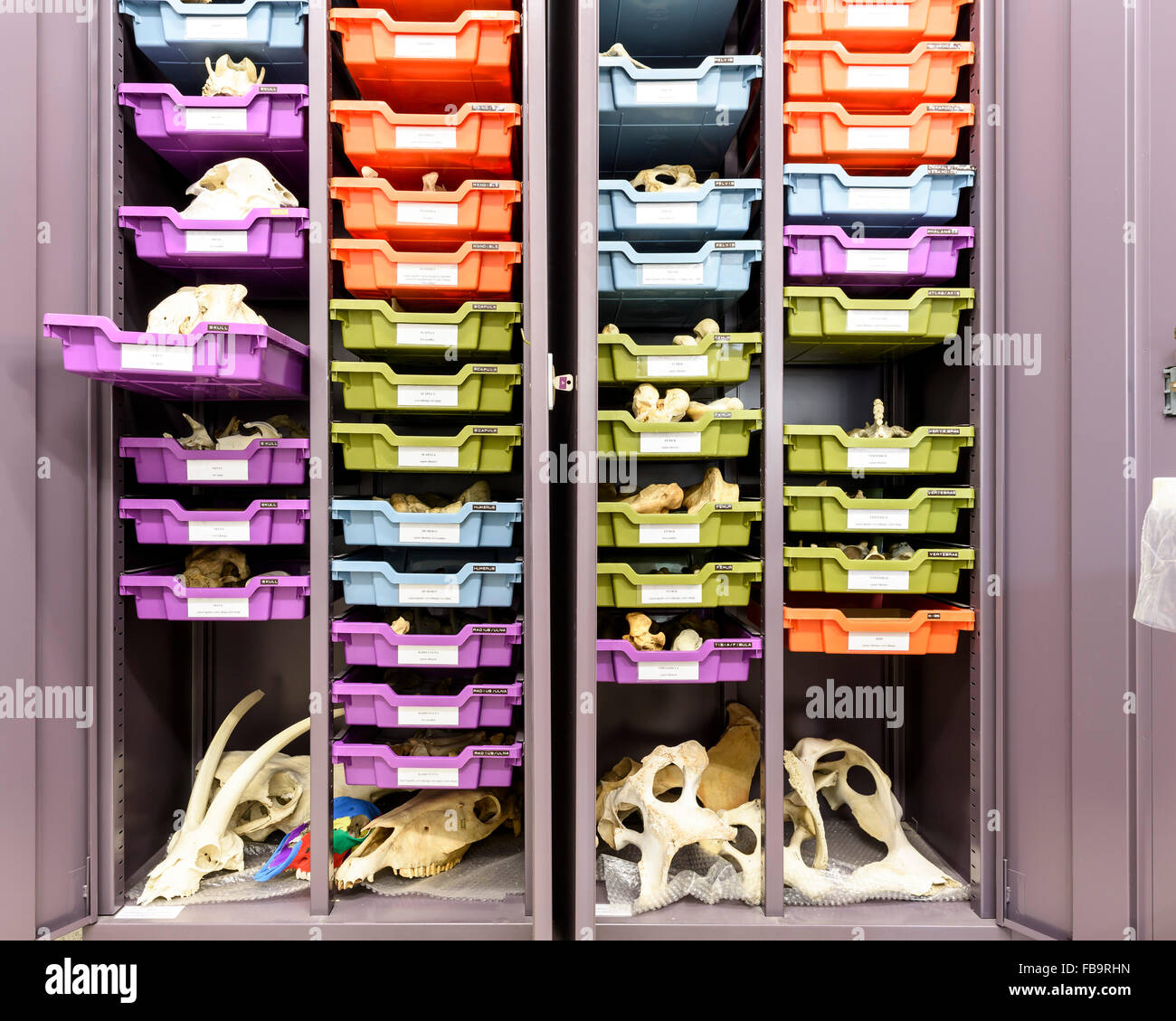 The Fitch Laboratory reference collection of animal bones, hosting ...