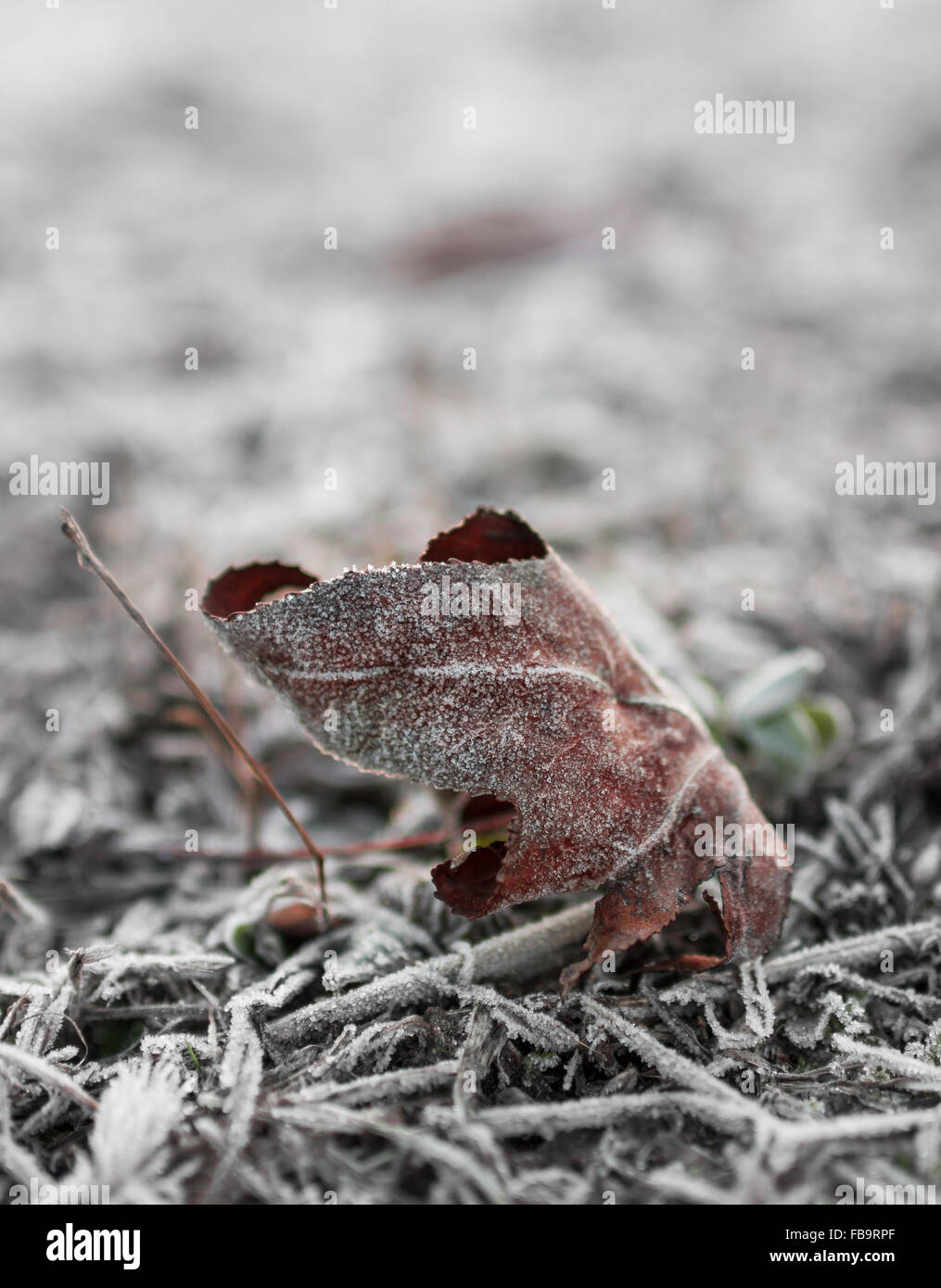 Abstract texture of dead leaf, covered with ice in winter day. Soft ...