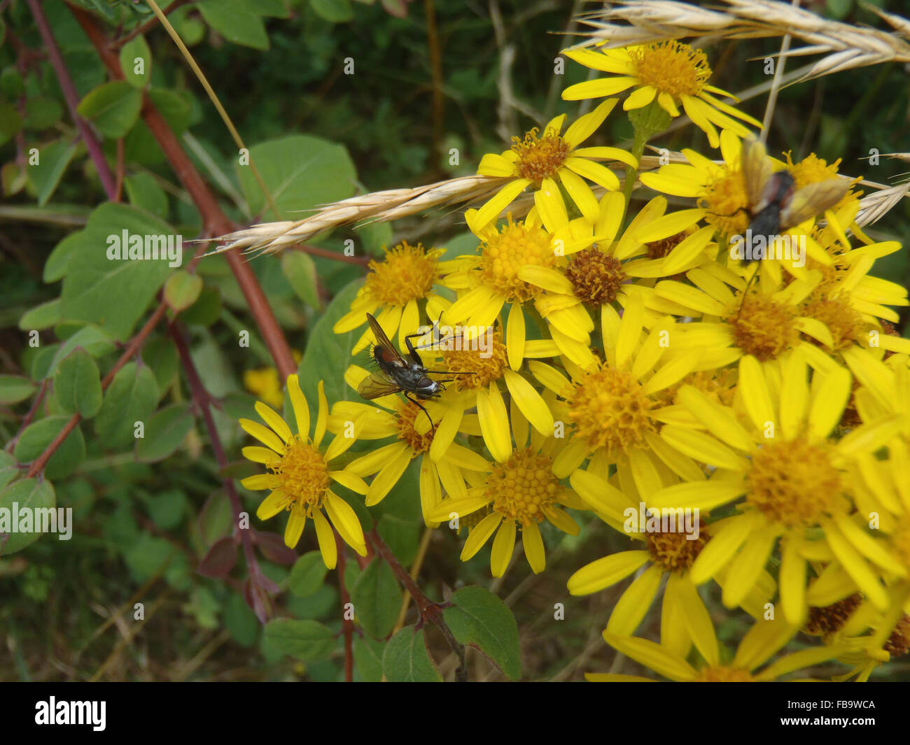 Tachinidae diptera parasite hi-res stock photography and images - Alamy