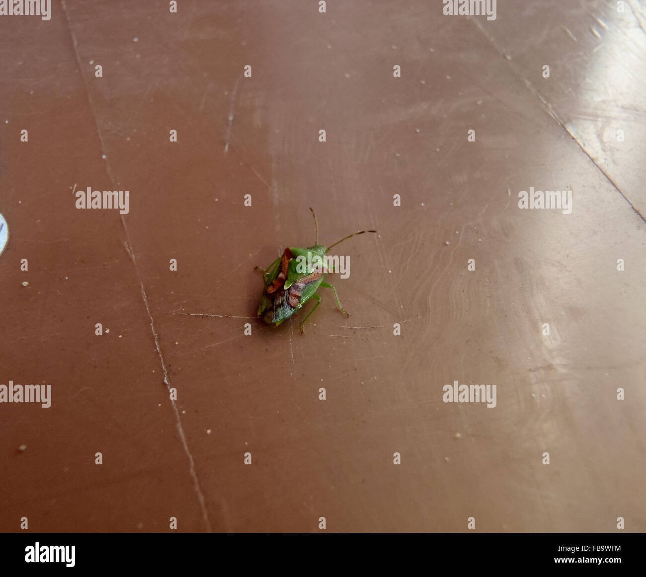 Juniper shield bug hi-res stock photography and images - Alamy