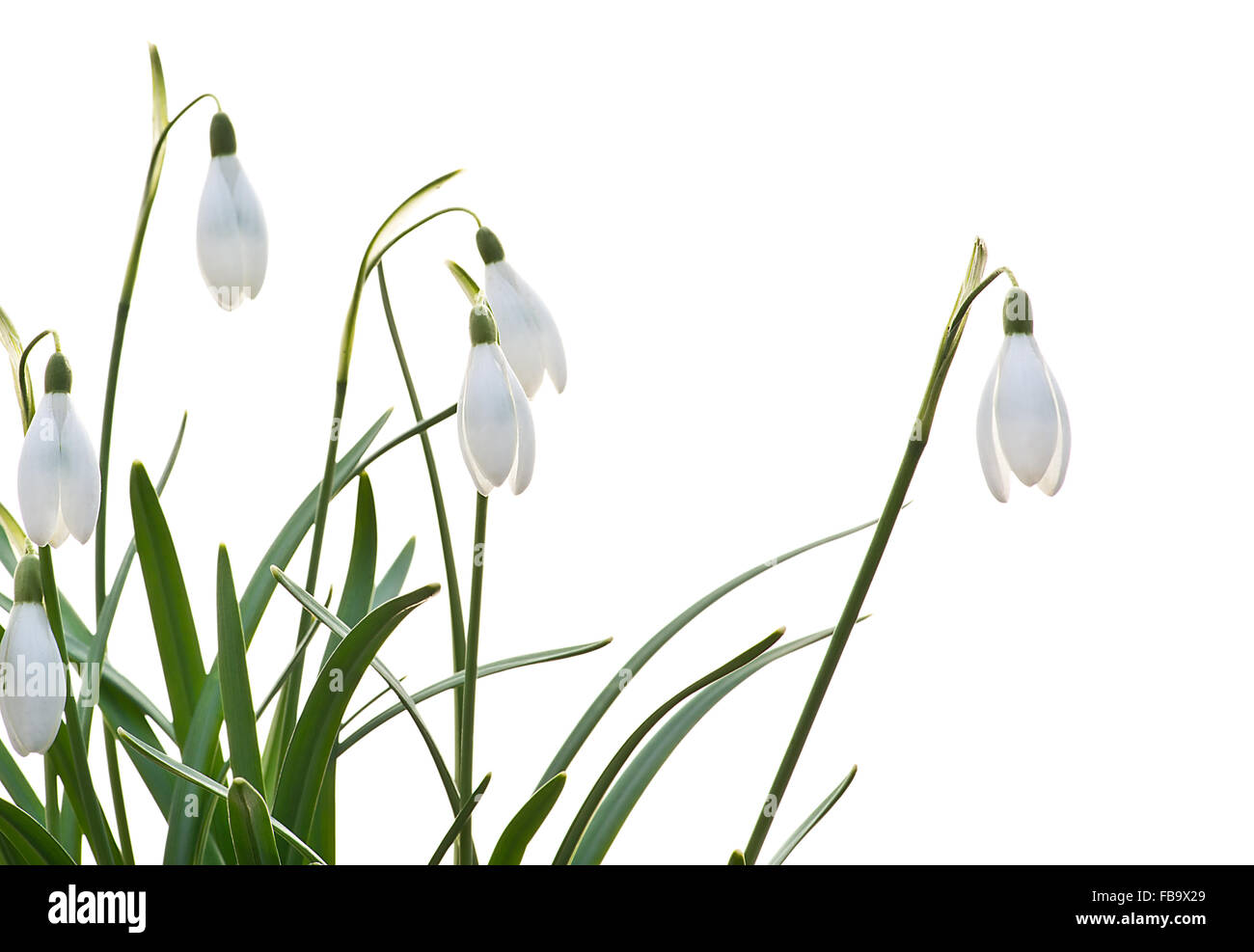 bouquet of snowdrops on the white background Stock Photo - Alamy