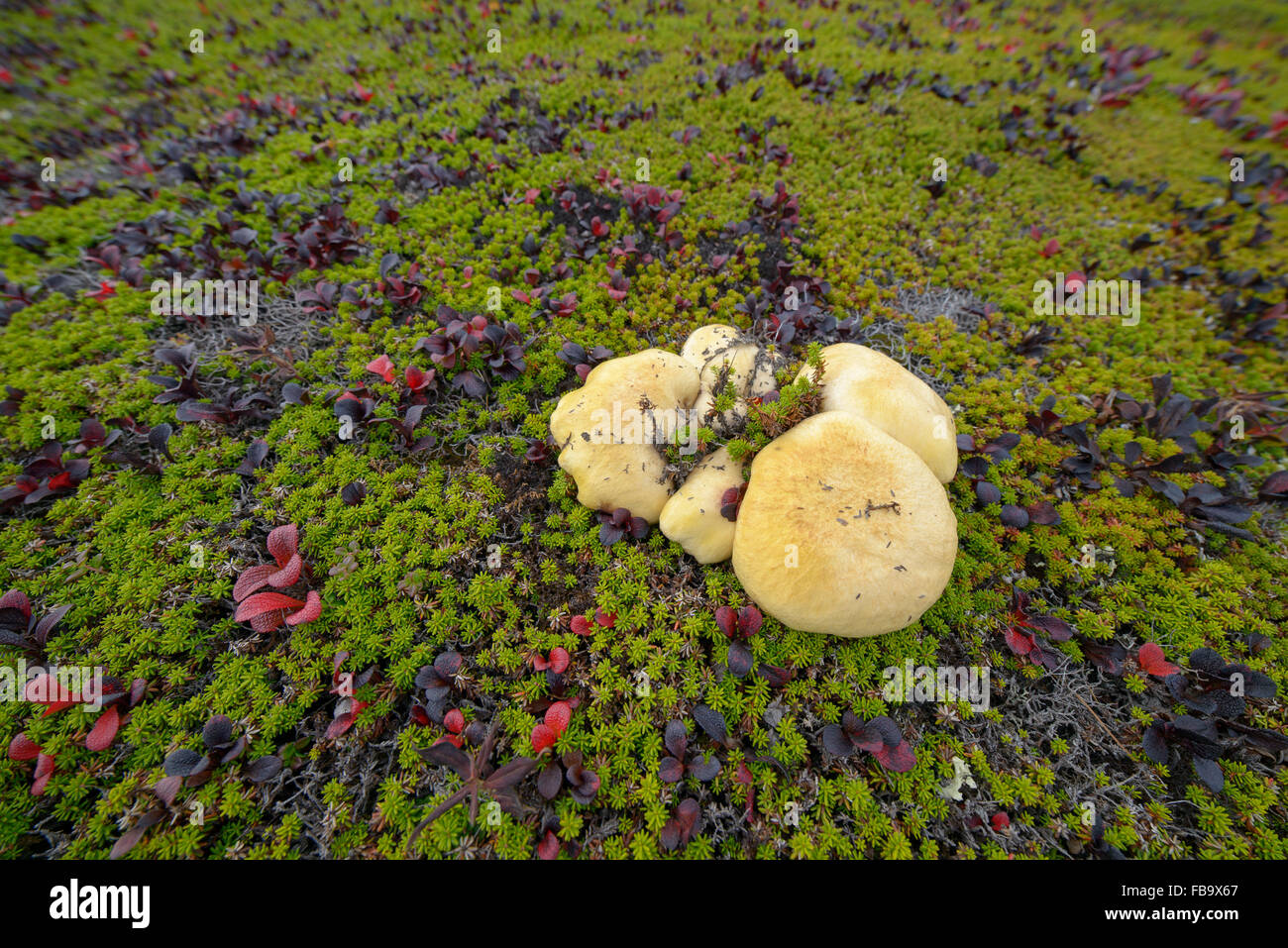 Mushrooms. Northern part of Sakhalin Island, Russia, sand spit Piltun ...