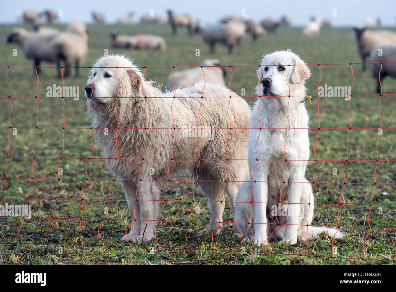 Livestock guardian dogs hi-res stock photography and images - Alamy