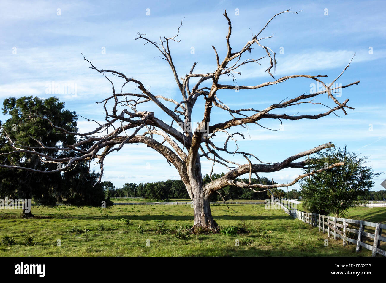 Florida Ocala,dead live oak tree trees,visitors travel traveling tour ...