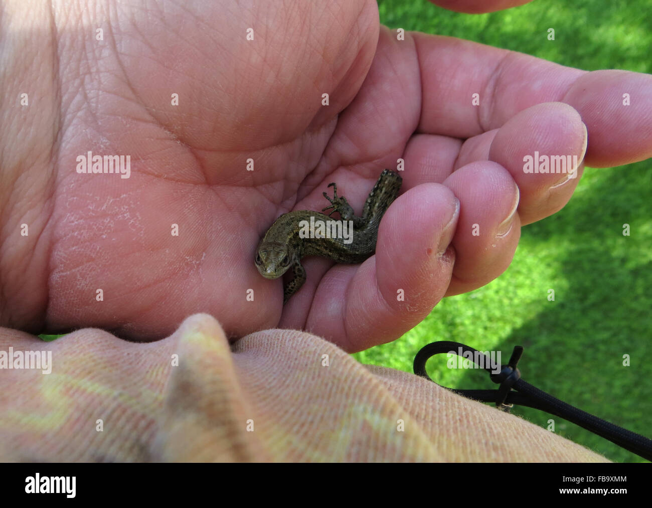 Tailless hi-res stock photography and images - Alamy