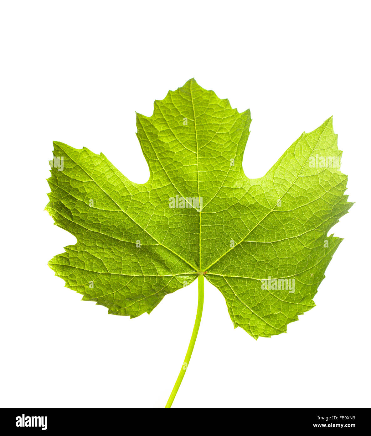 The Grape leaves Stock Photo - Alamy