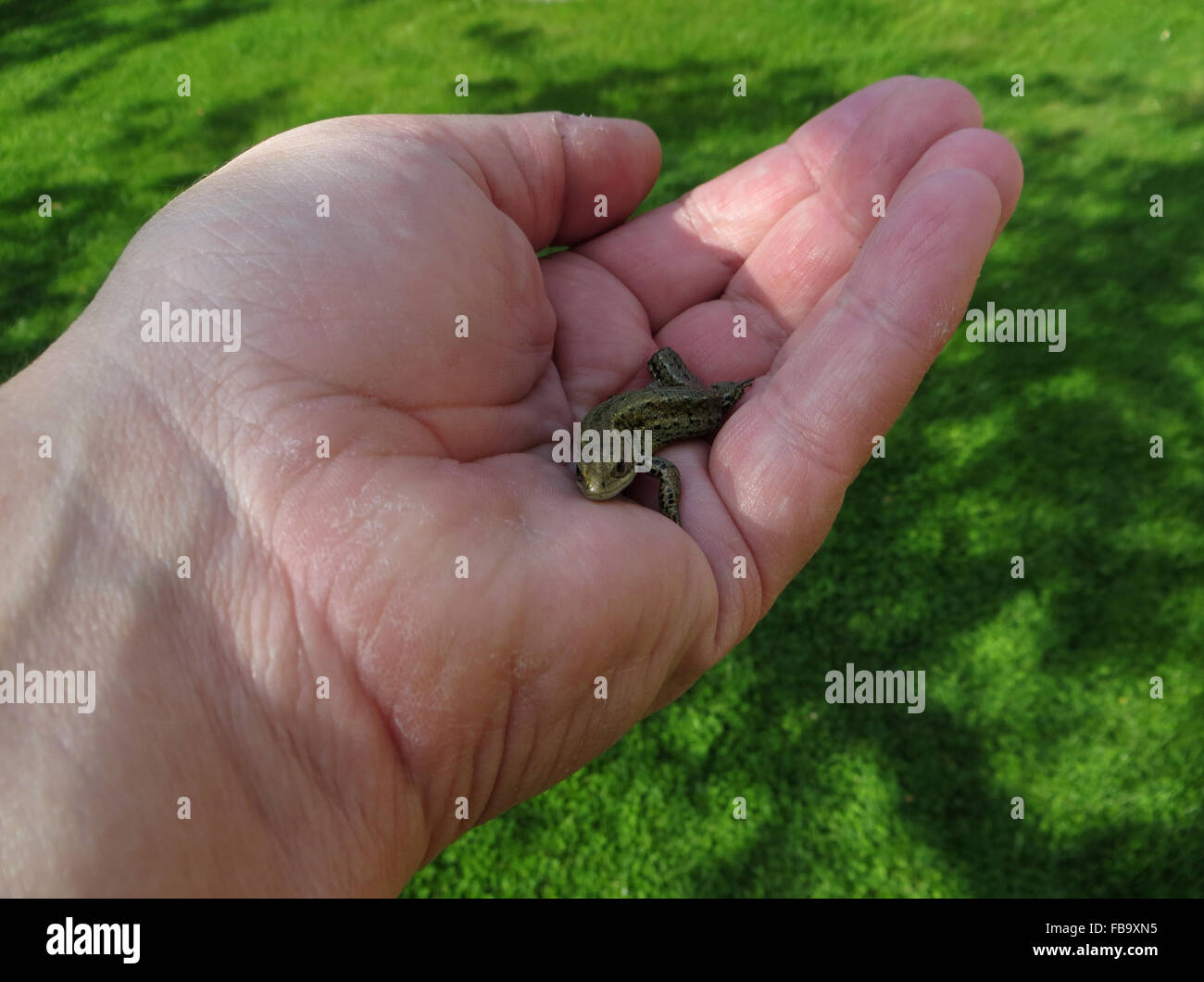 Tailless common lizard (Zootoca vivipara) in the photographer's hand ...