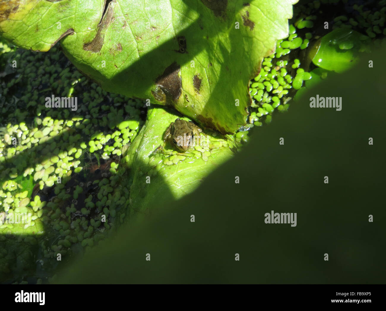 Newly metamorphosed frog rana temporaria hi-res stock photography and ...