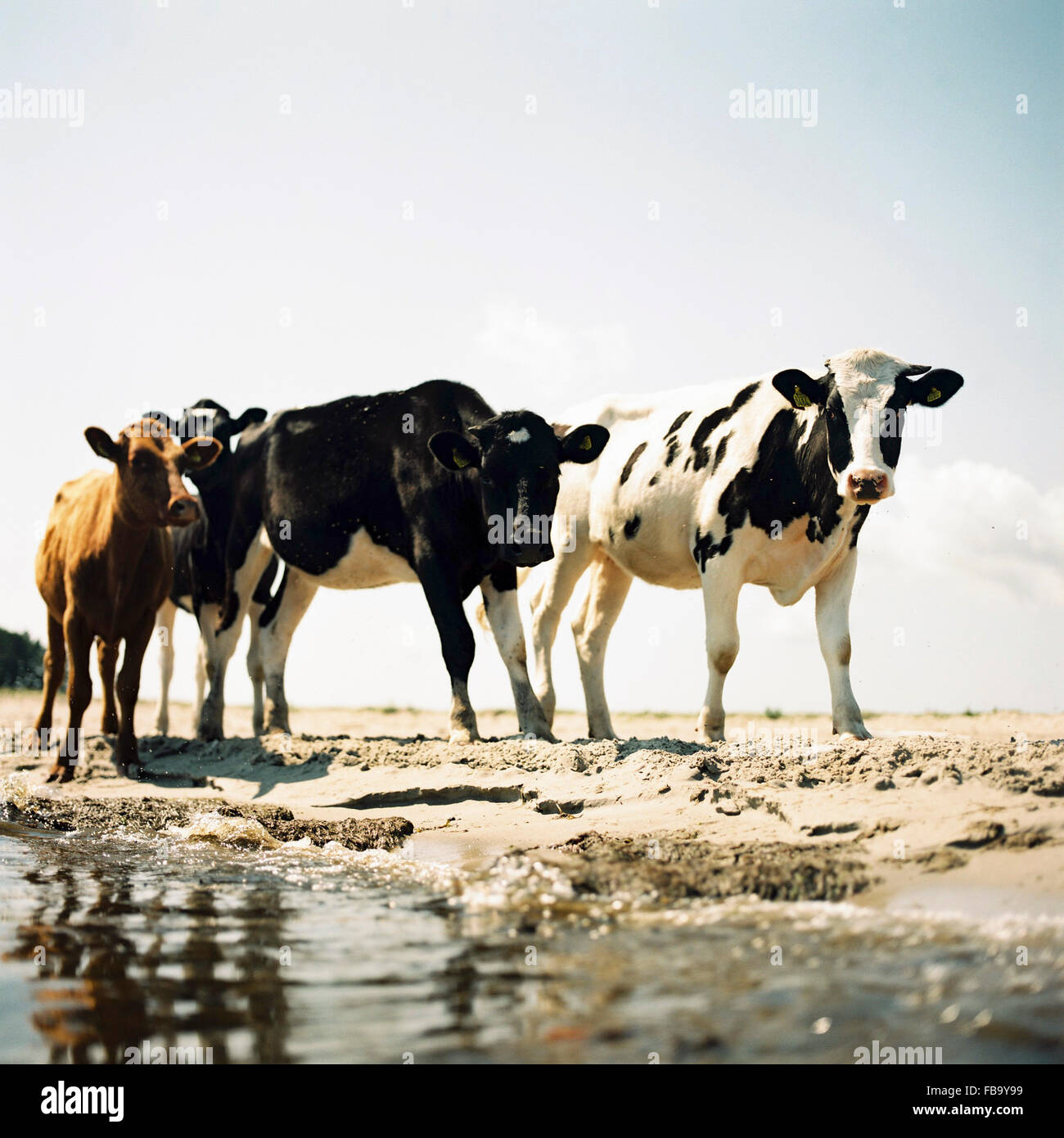 Sweden, Oland, Four cows on beach Stock Photo - Alamy