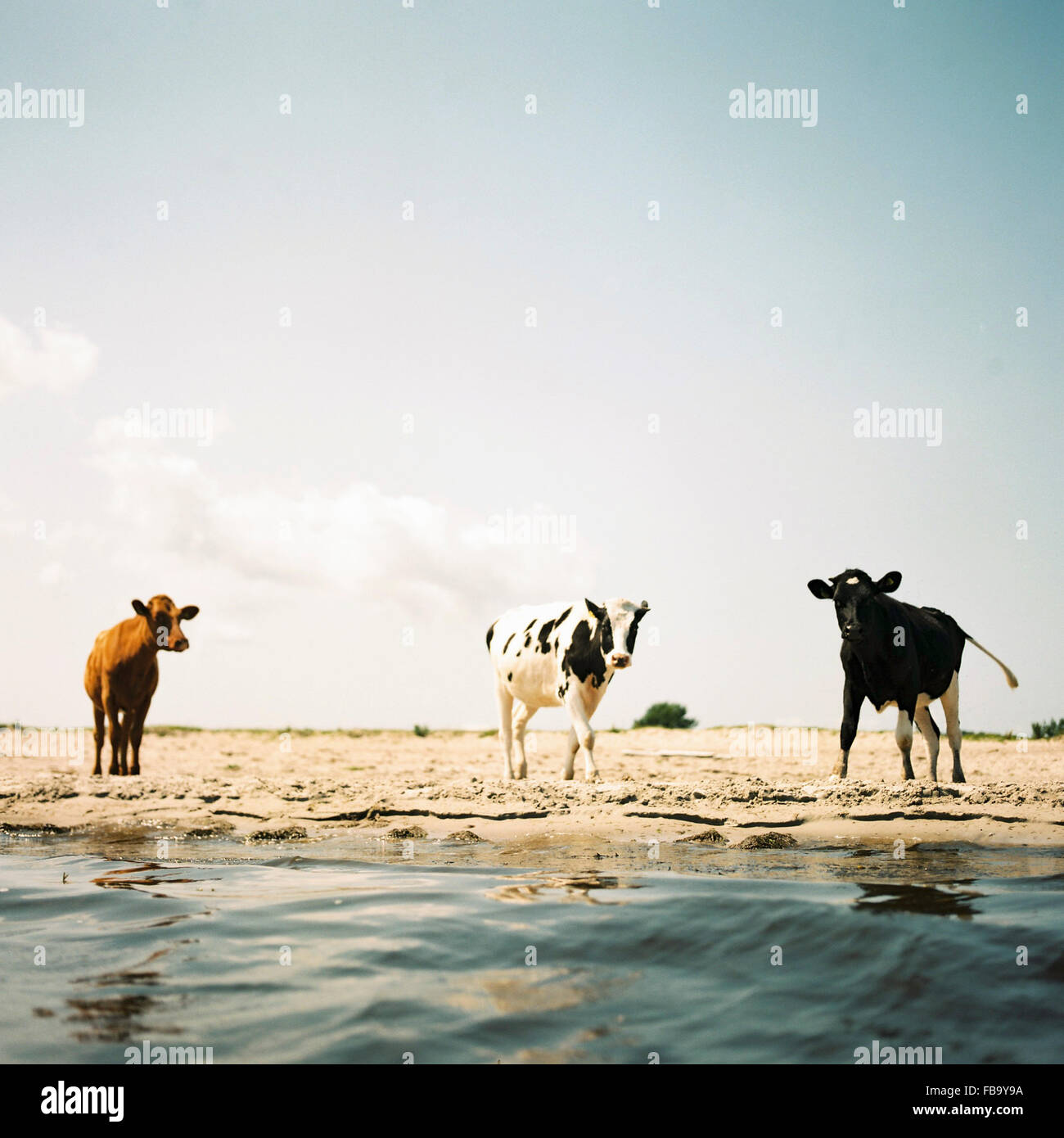 Three cows standing hi-res stock photography and images - Alamy