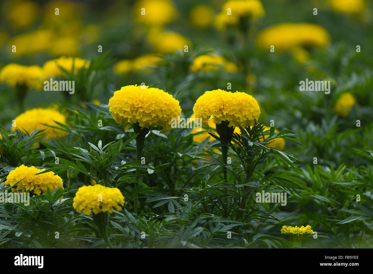 The African Marigold (Tagetes Erecta) in its bush Stock Photo - Alamy