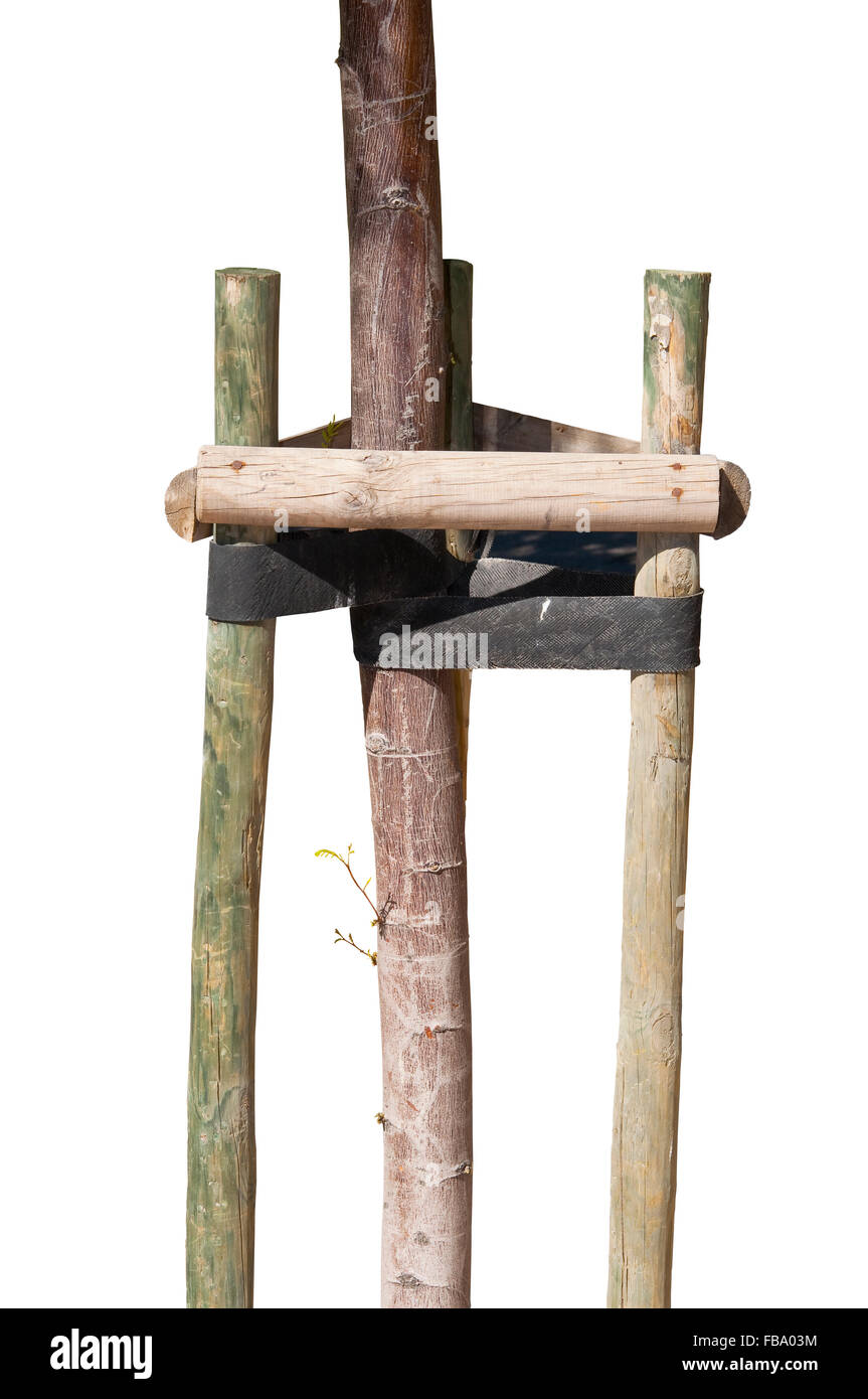 Staking of ornamental trees Stock Photo - Alamy