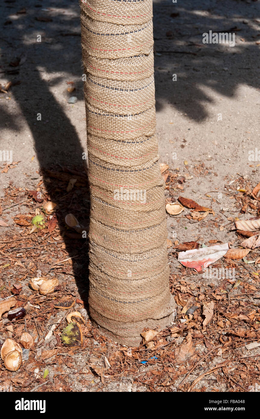 Bandages for the protection of young trees Stock Photo - Alamy