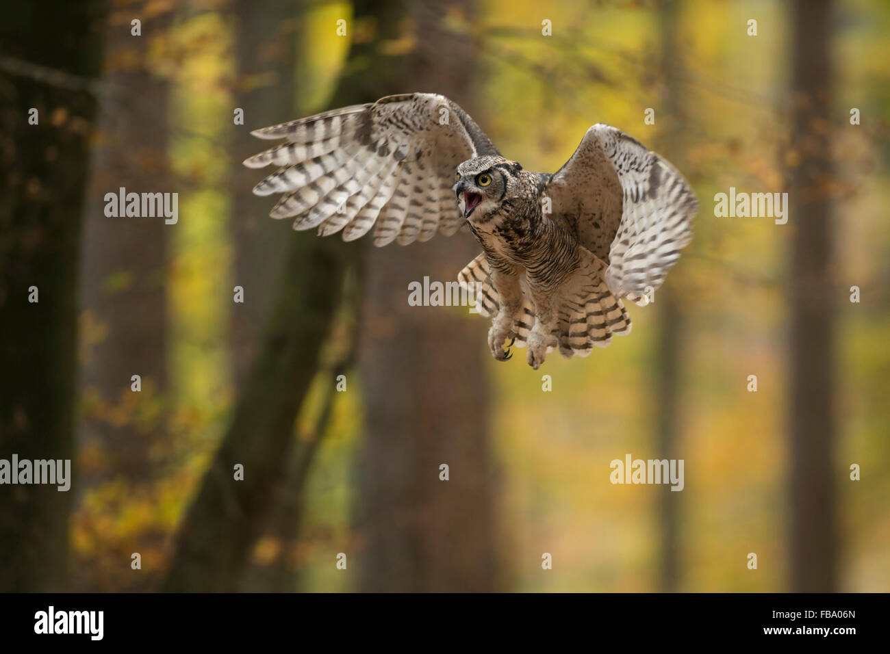 Great Horned Owl / Tiger Owl ( Bubo virginianus ) in aggressive flight ...